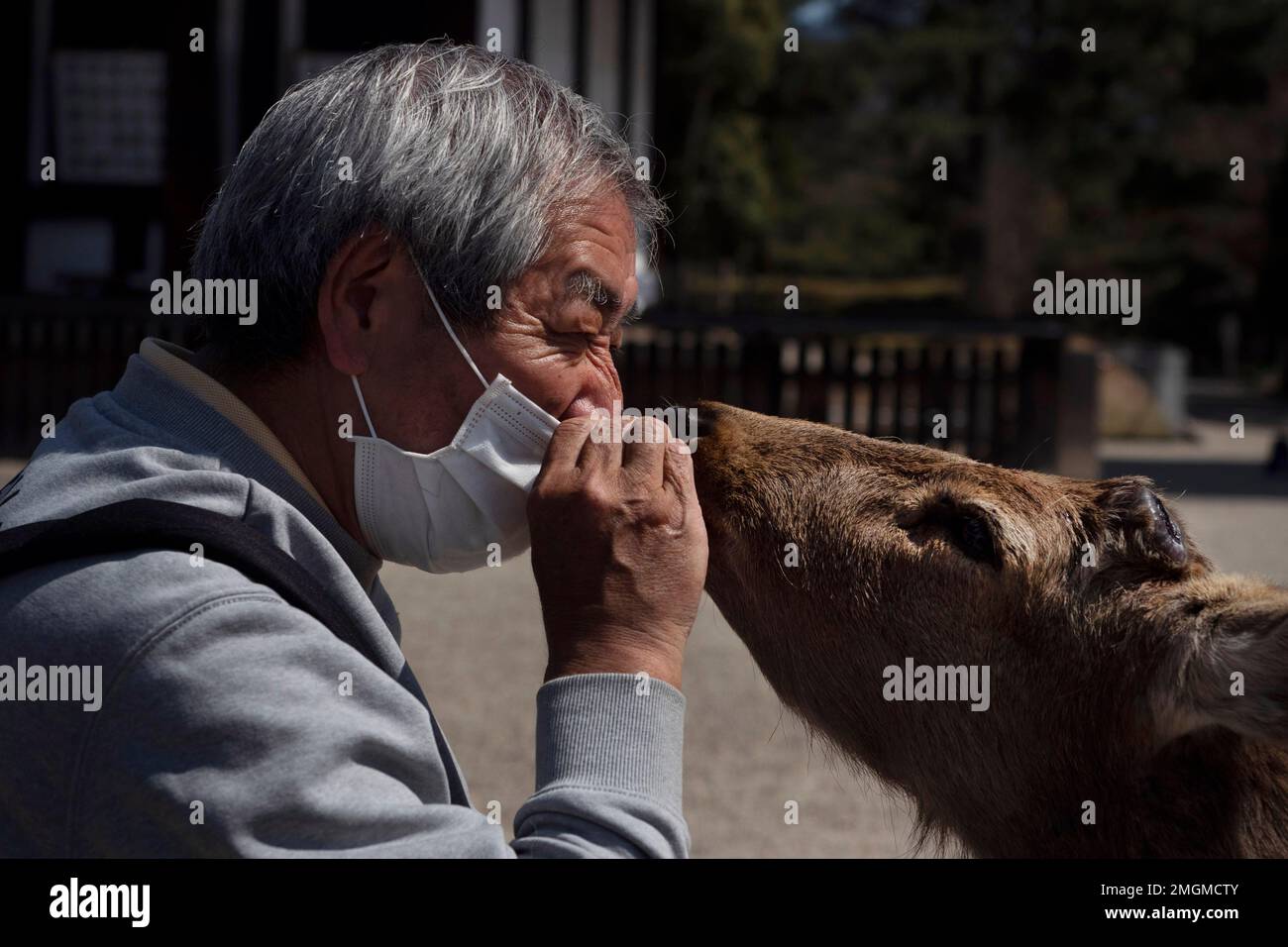 A tourist feeds a dear specially made deer crackers while visiting a ...
