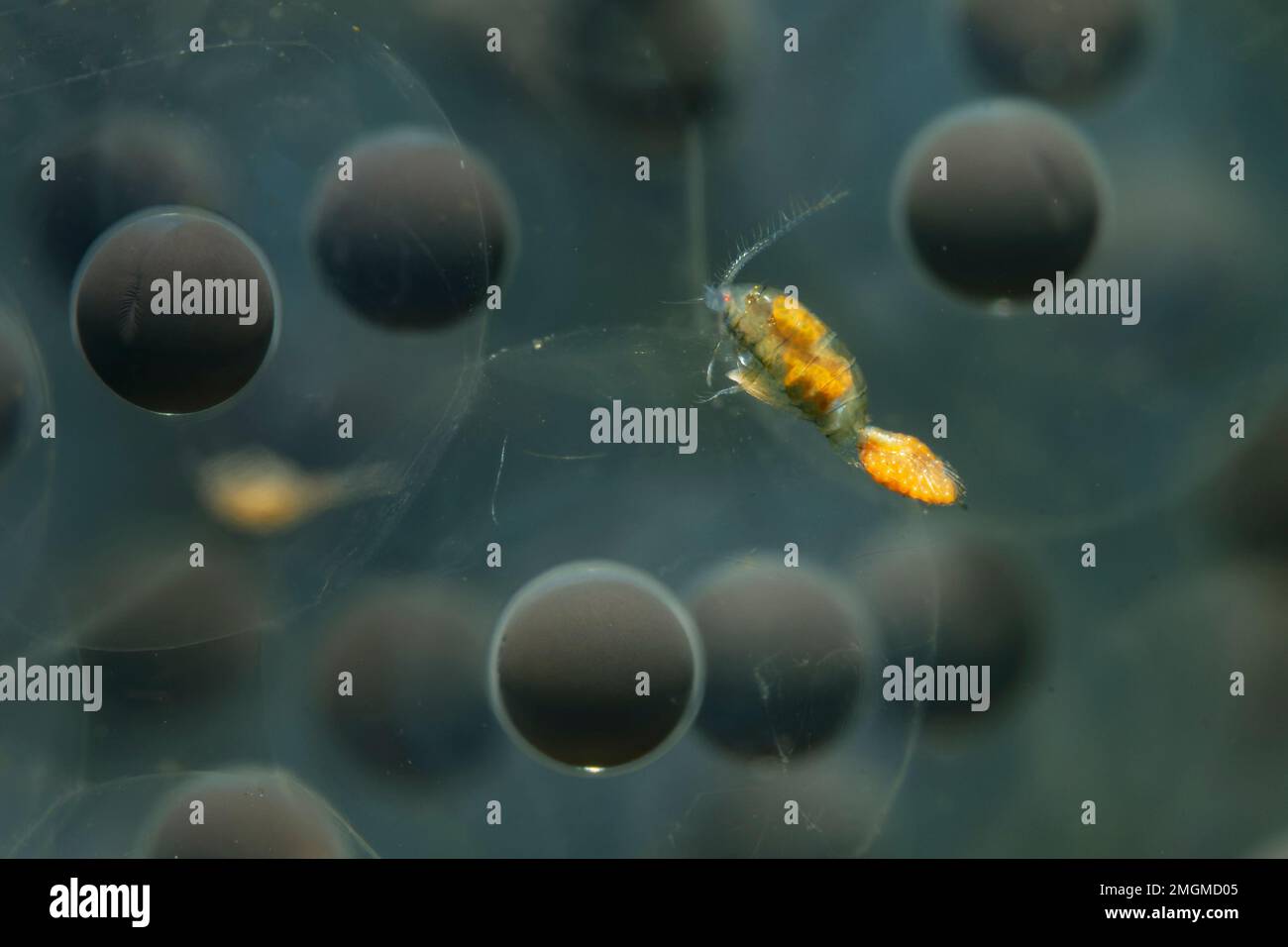 Micro rana hi-res stock photography and images - Alamy