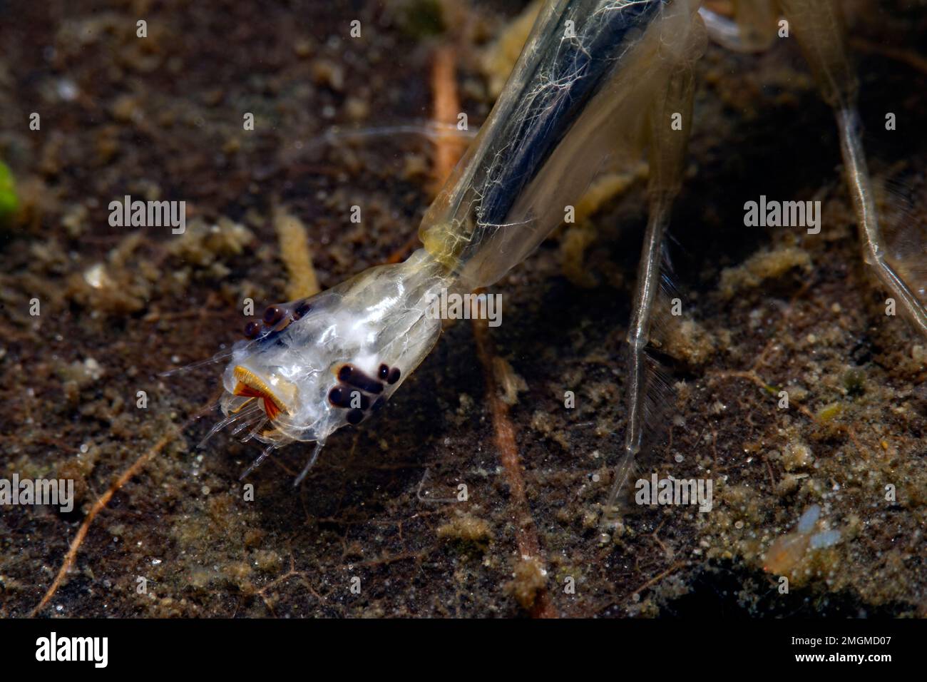 Lesser diving beetle (Acilius sulcatus) larva just after molting in a ...