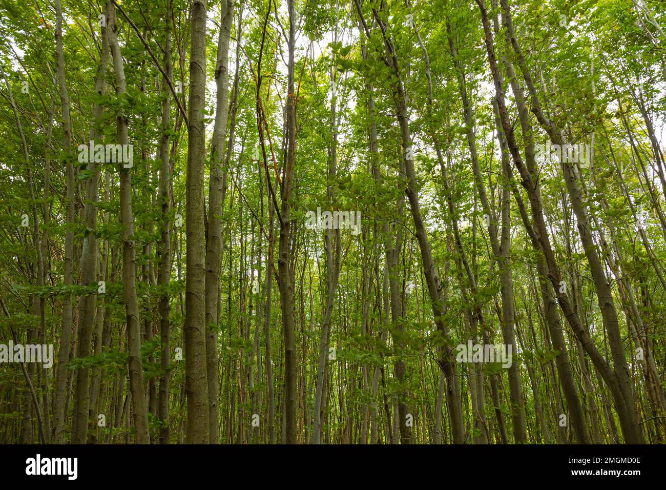 Tall trees in forest. Forest background photo. Carbon neutrality ...