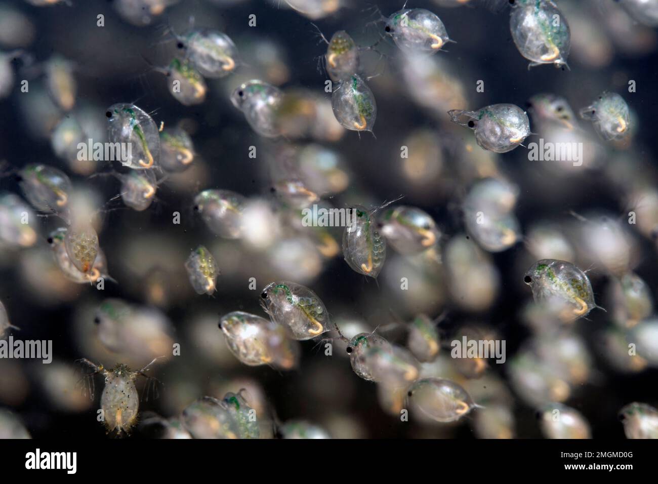 Flea morphology hi-res stock photography and images - Alamy