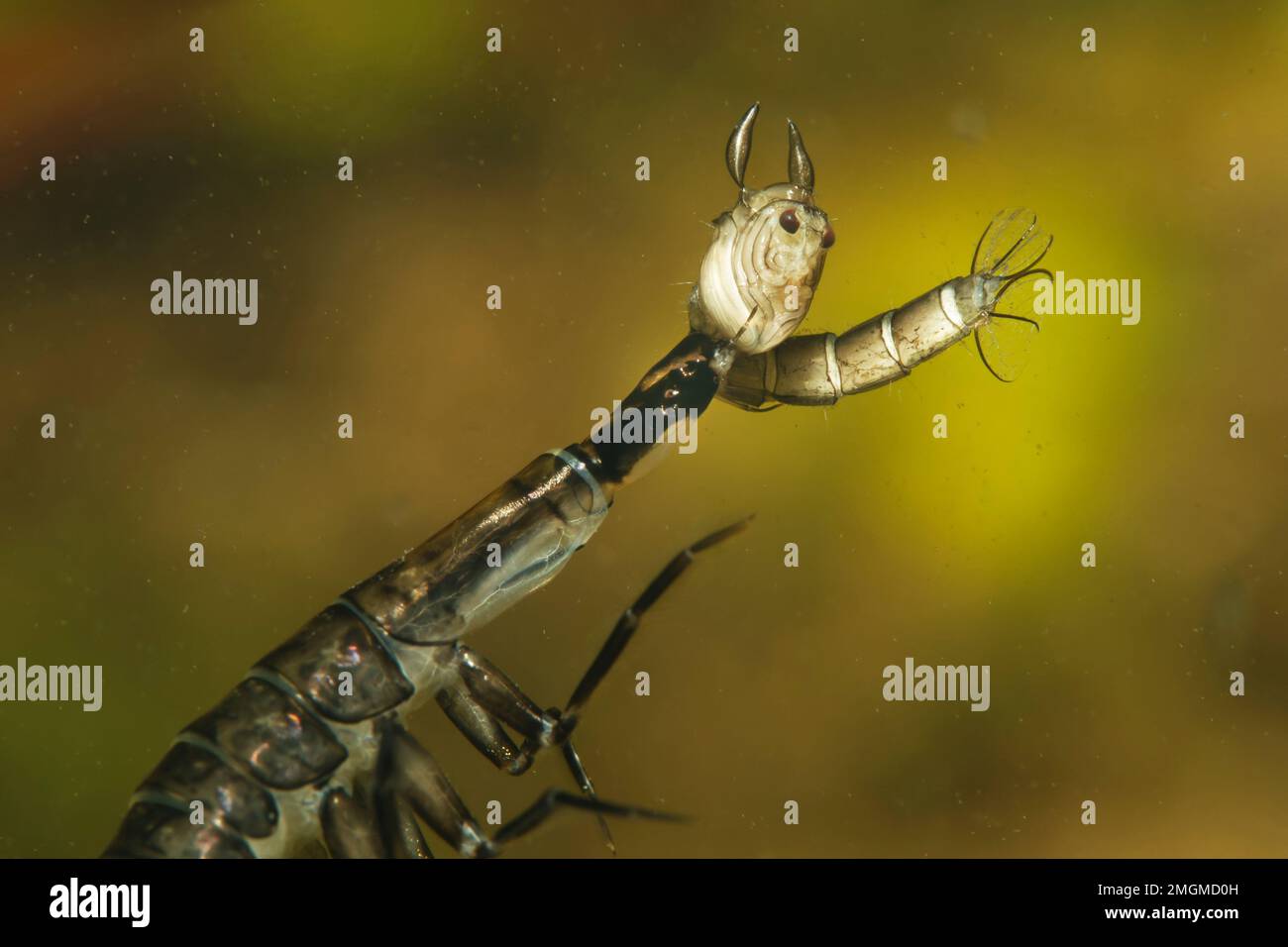 Predation of a Mosquito larva by a Diving beetle larva in a pond - Loir ...