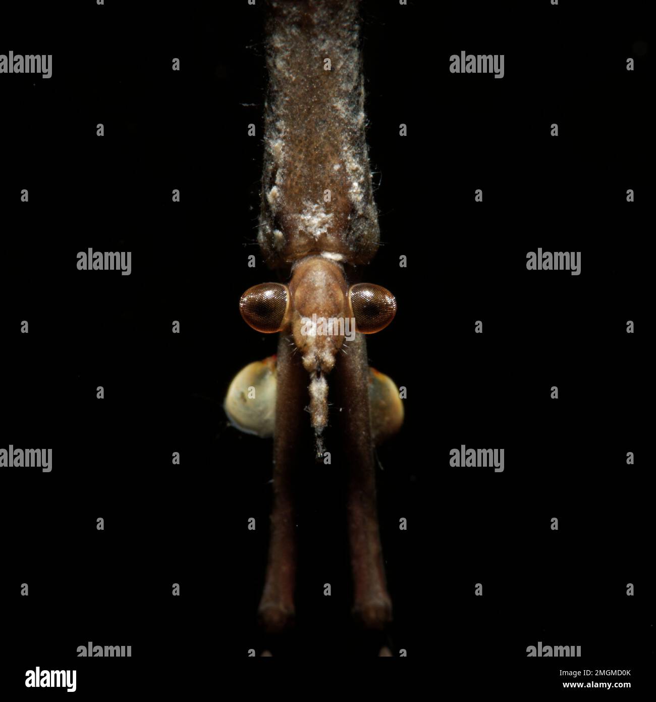 Portrait of Water scorpion (Ranatra linearis) in a pond- Couffy -Loir ...