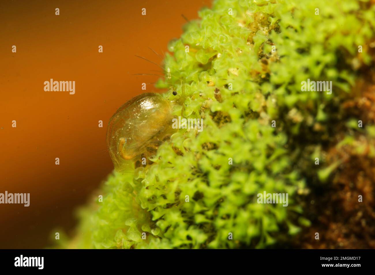 Freshwater Crustacean on an aquatic plant and Trumpet animalcules ...