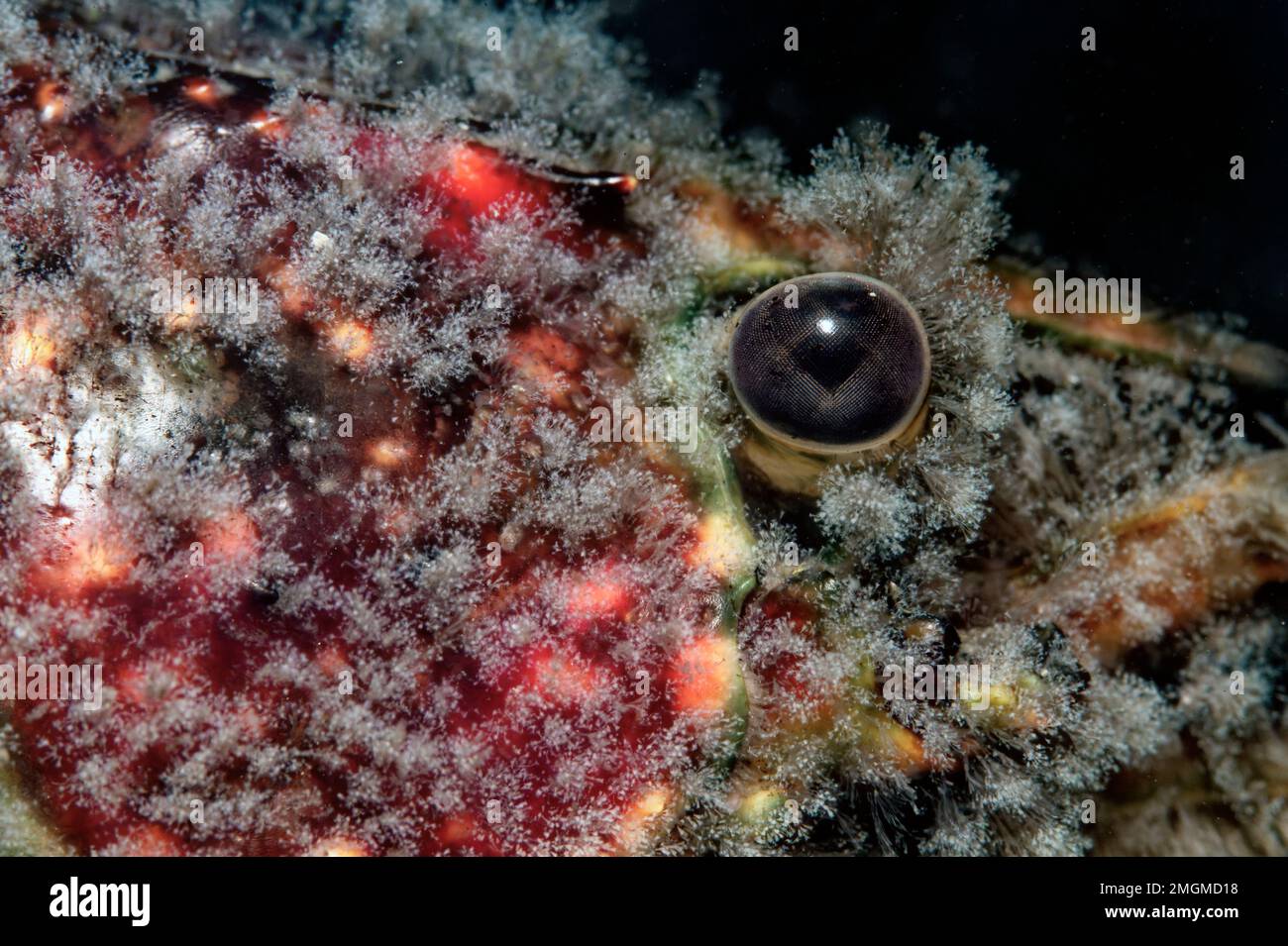 Side view and eye of Red swanp crayfish (Procambarus clarkii) in a pond ...