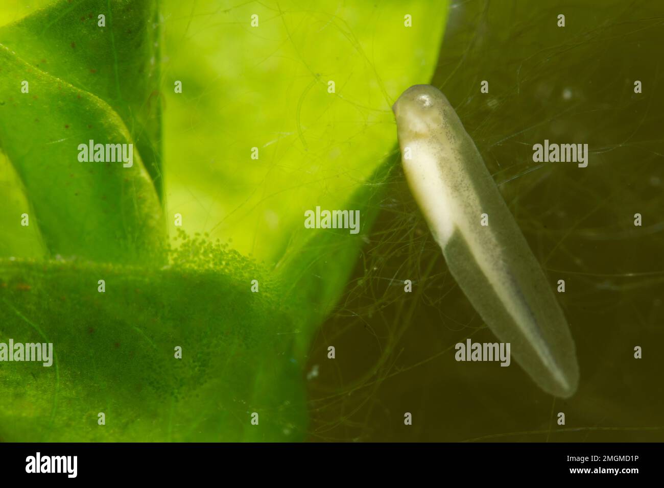 European tree frog (Hyla arborea) tadpole on an aquatic plant in a pond ...