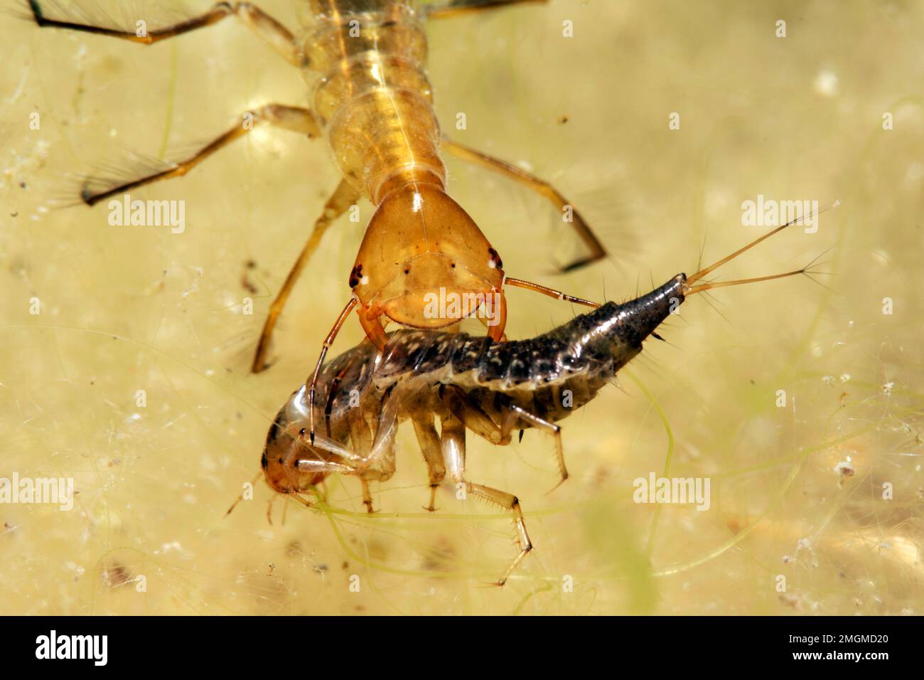 Predation of diving beetle larve by Great diving beetle (Dytiscus ...