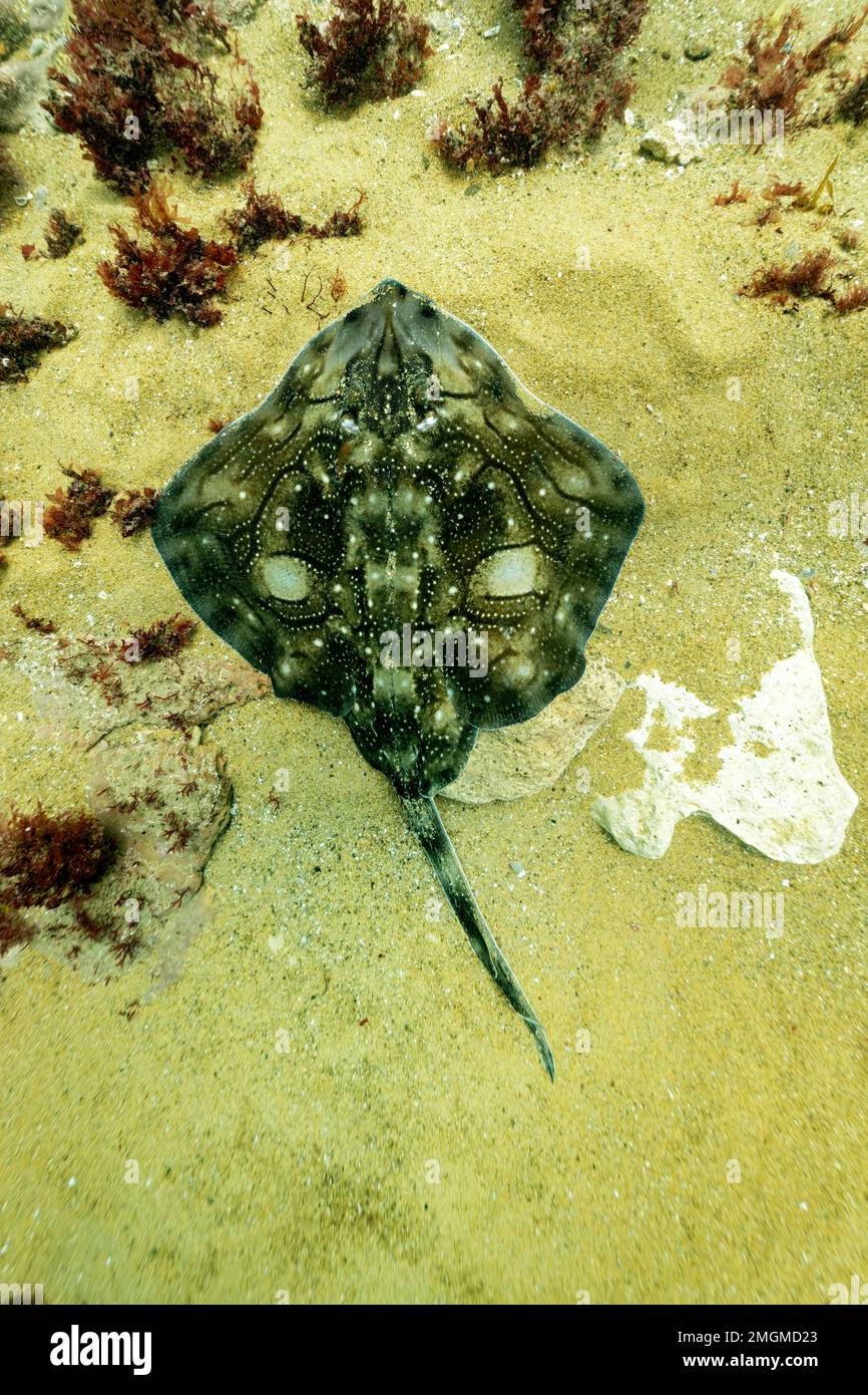 Undulate ray (Raja undulata) resting on a seaweed and sand background ...