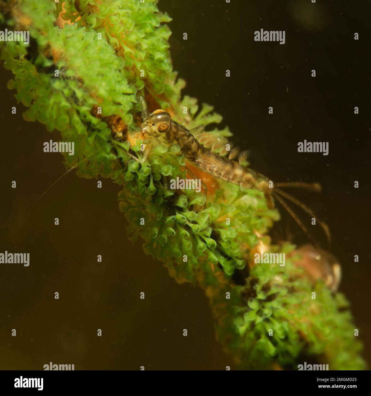 Mayfly larva on an aquatic plant and Trumpet animalcules (Stentor sp ...