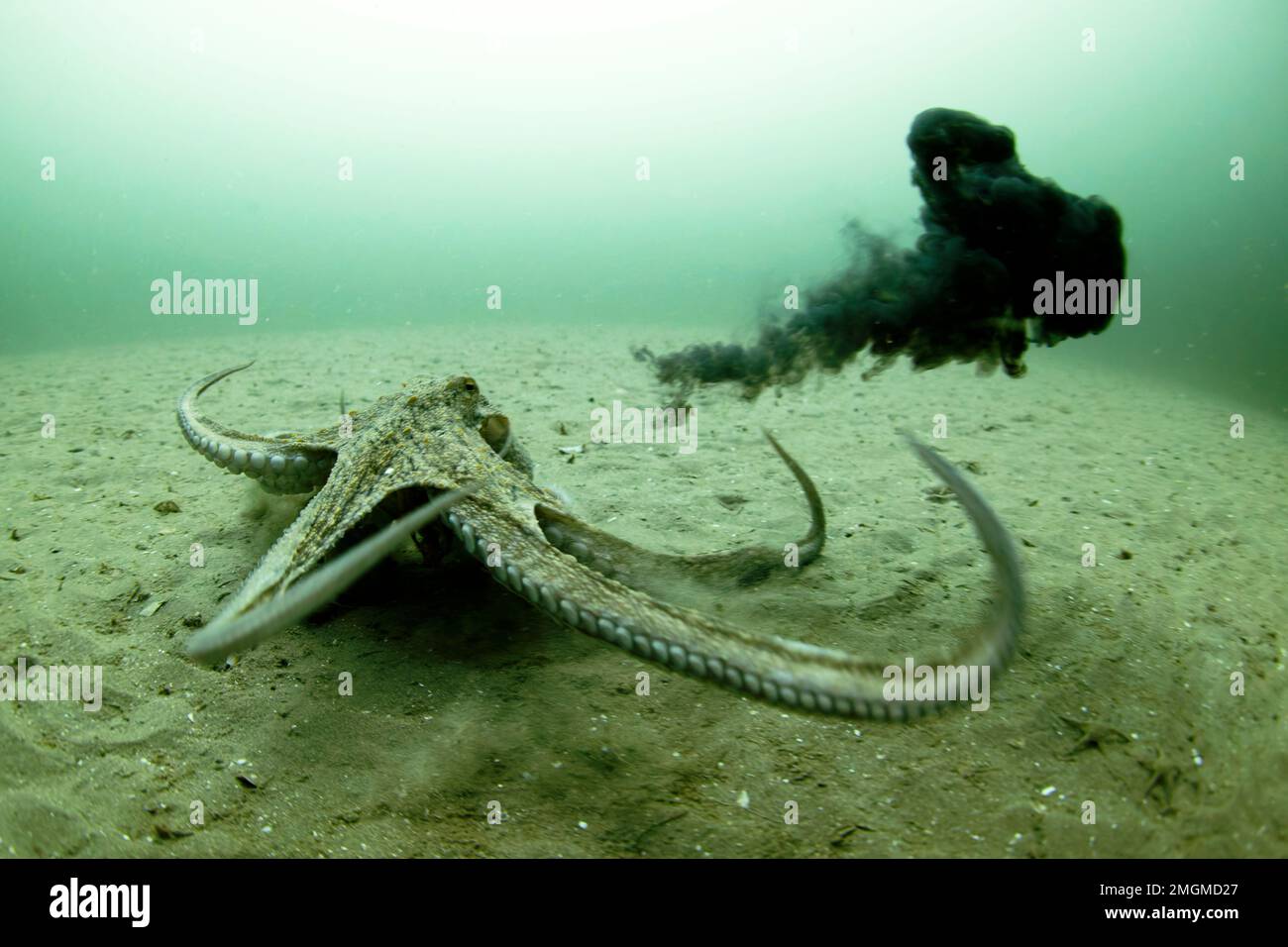 Common octopus (Octopus vulgaris) trying to escape from the ...