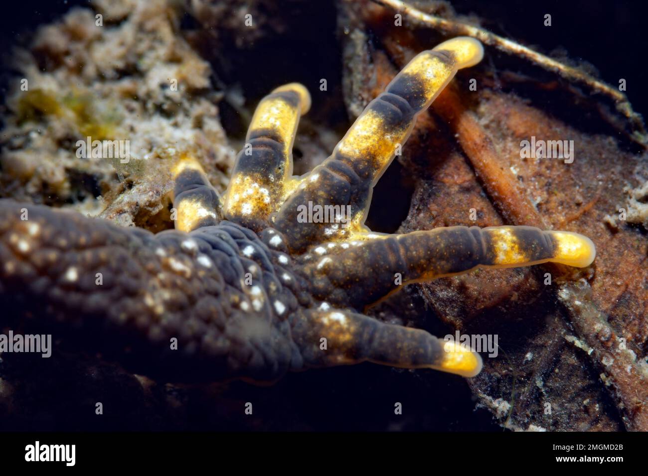 Crested newt (Triturus cristatus) hind leg - city of Couffy - Loir et ...