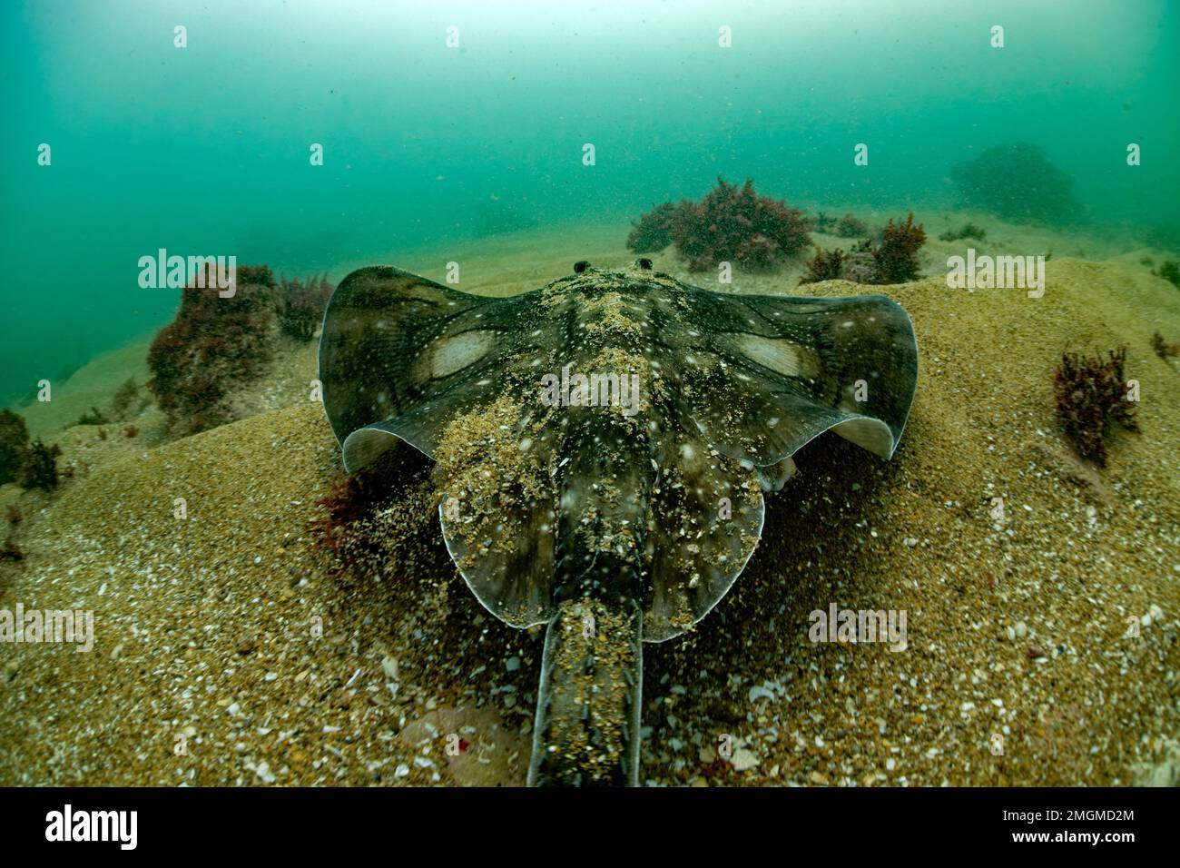 Undulate ray (Raja undulata) swimming on a seaweed and sand background ...