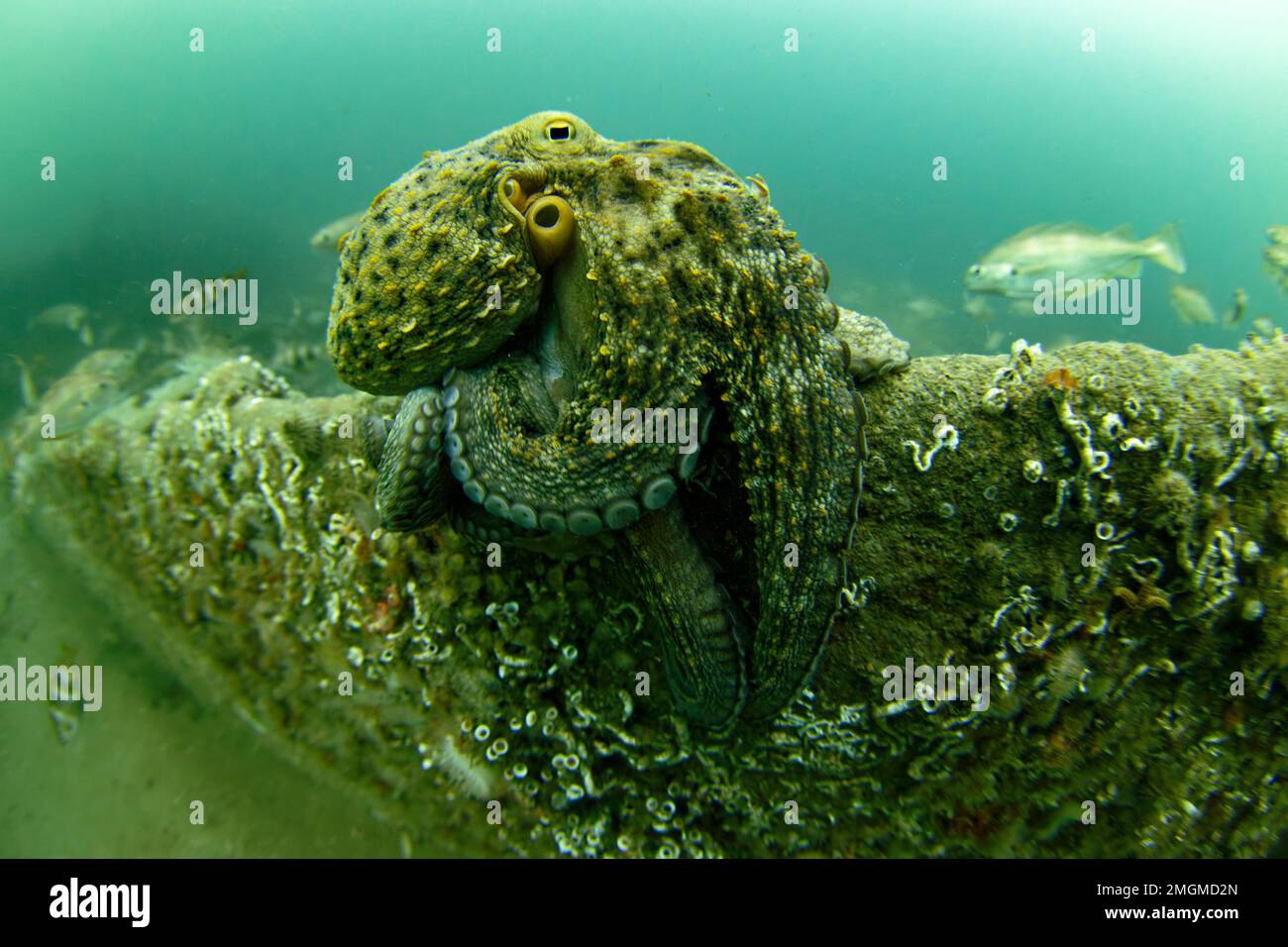 Common octopus (Octopus vulgaris) moving on the wreck of a steamer ...