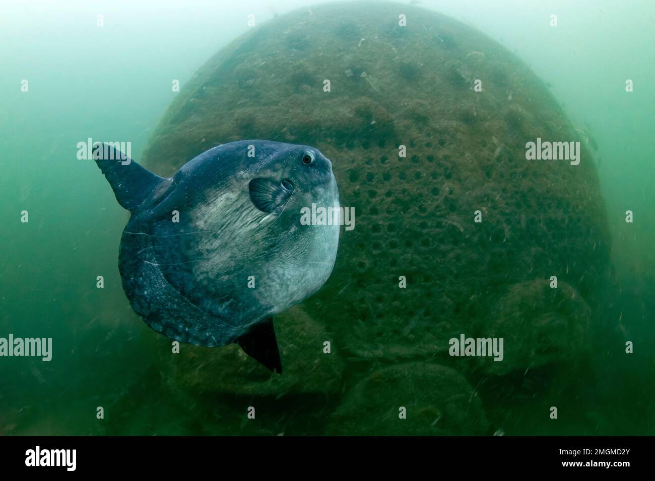 Sunfish (Mola mola) that moves in front of the boiler of the wreck of ...