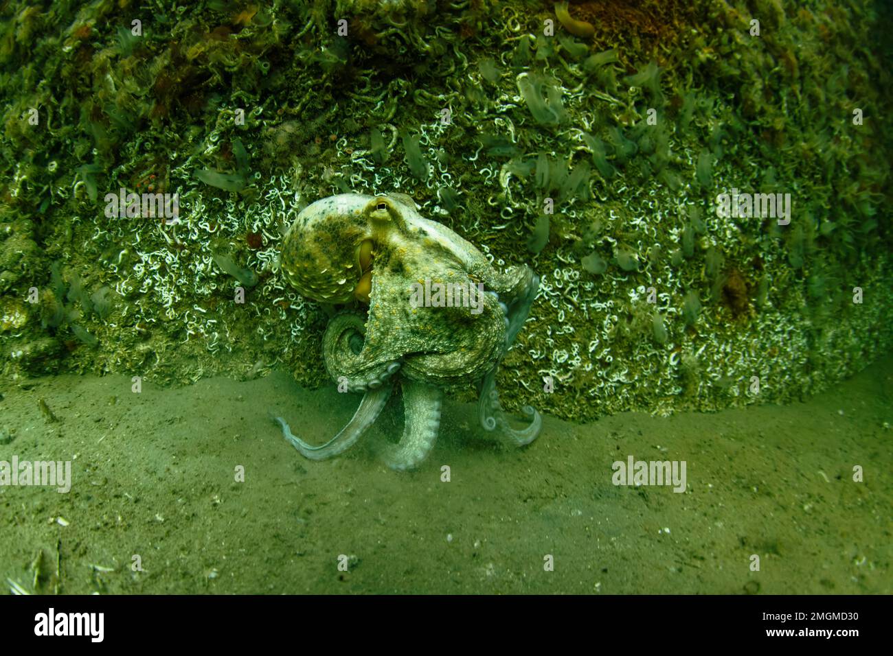 Common octopus (Octopus vulgaris) moving on the wreck of a steamer ...