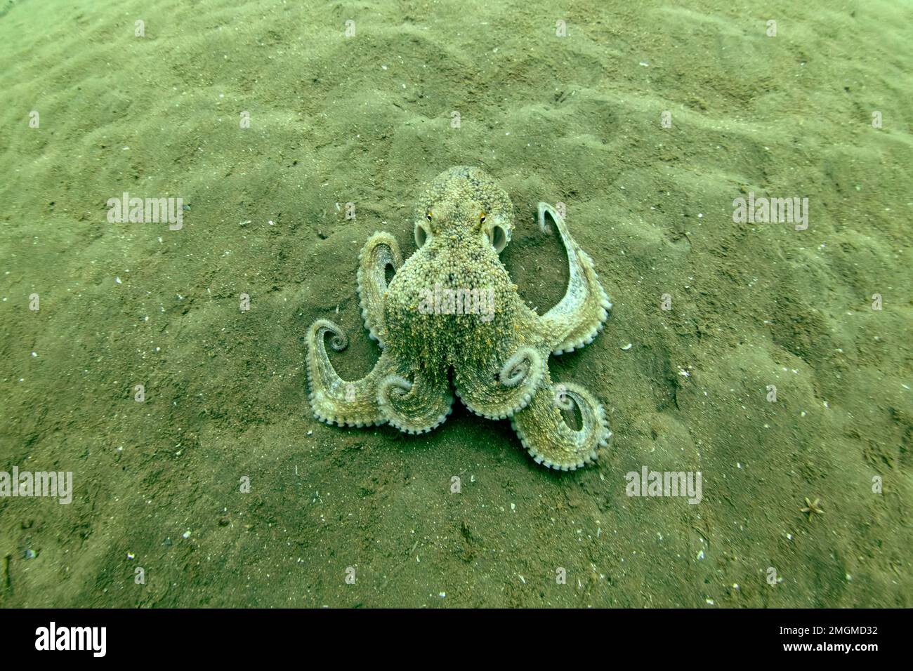 Common octopus (Octopus vulgaris) camouflaging itself on a sandy bottom ...