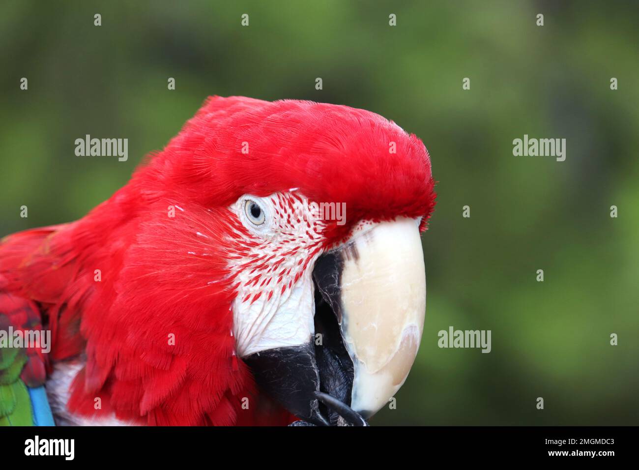 Portrait of red macaw parrot sitting on blurred green background Stock ...