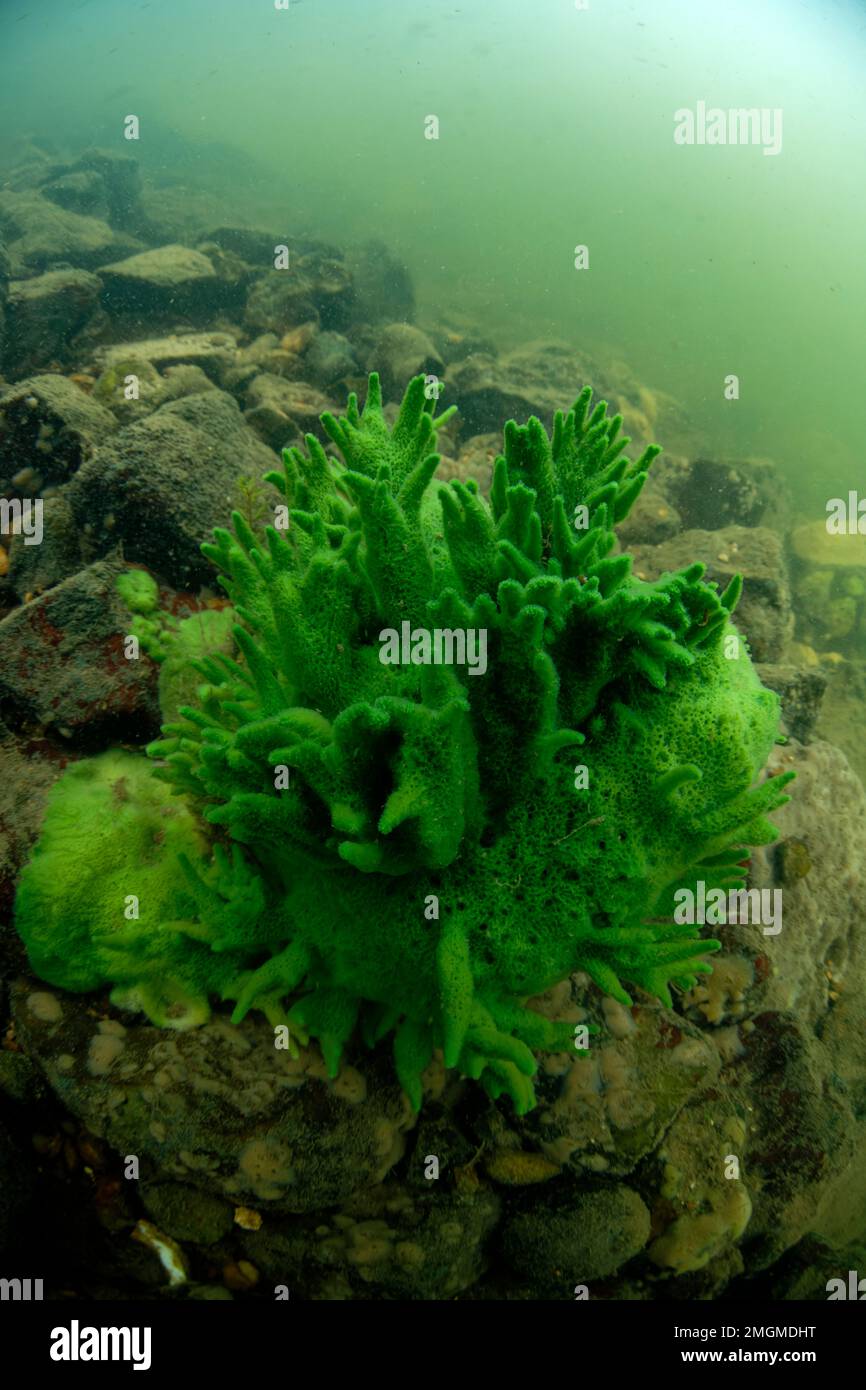 Freshwater sponge (Spongilla lacustris) on the bottom of the Cher river ...