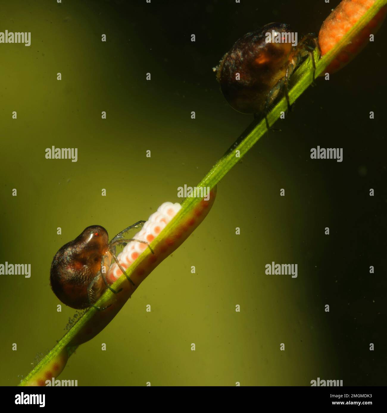 Water mite hi-res stock photography and images - Alamy