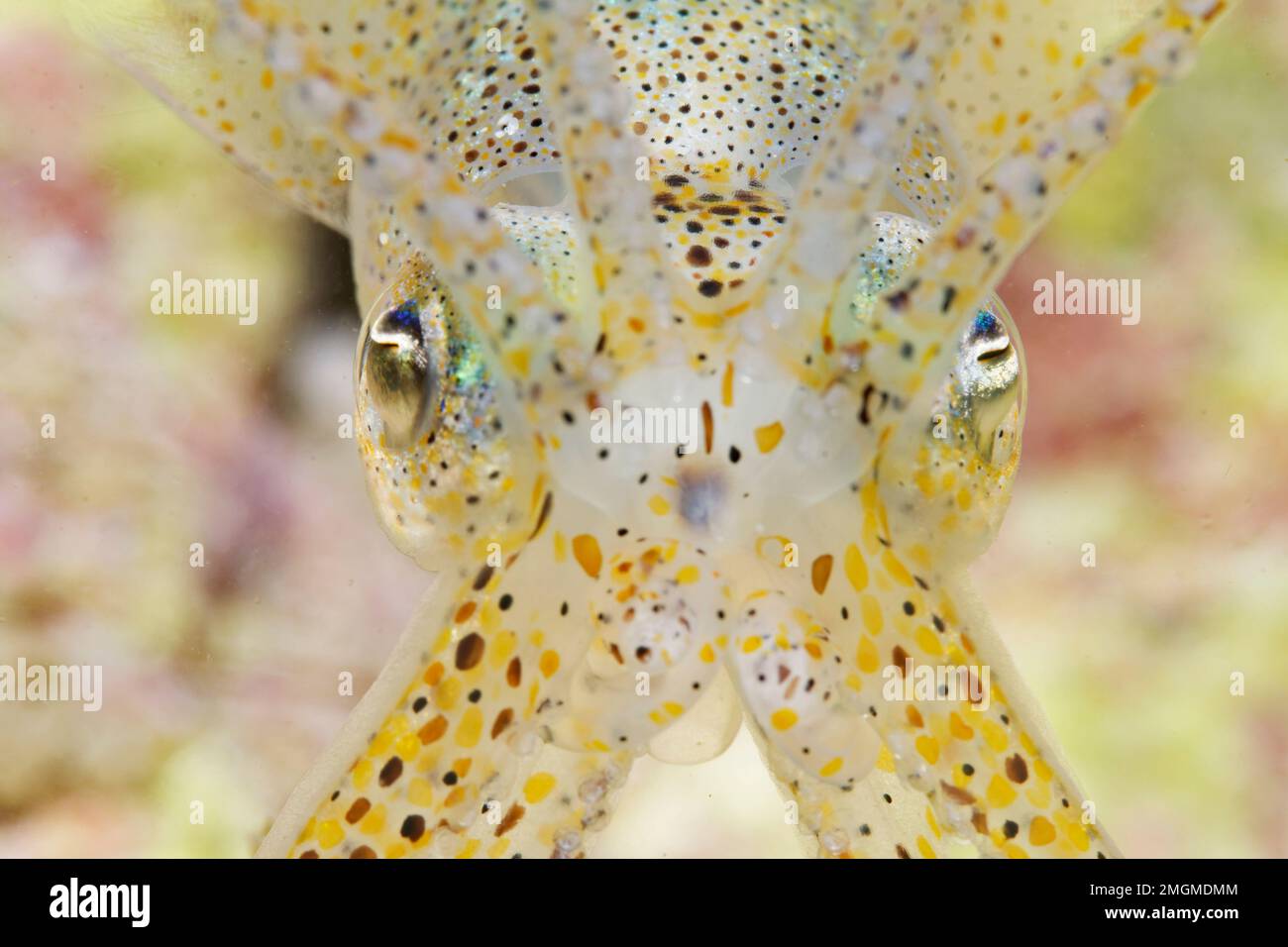 Sepiola (Sepiola atlantica) young on a sandy bottom - Oleron island ...