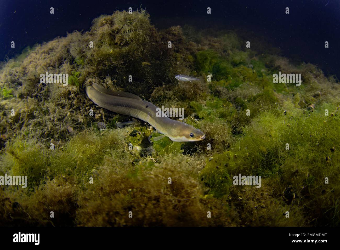 European eel (Anguilla anguilla) moving through seaweed in the middle ...