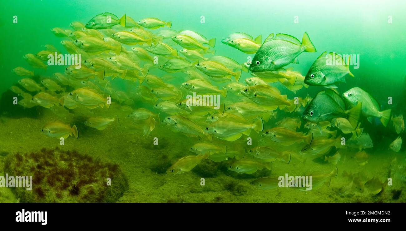 Group of Pouts (Trisopterus luscus) whiting and Bearded umbrine ...
