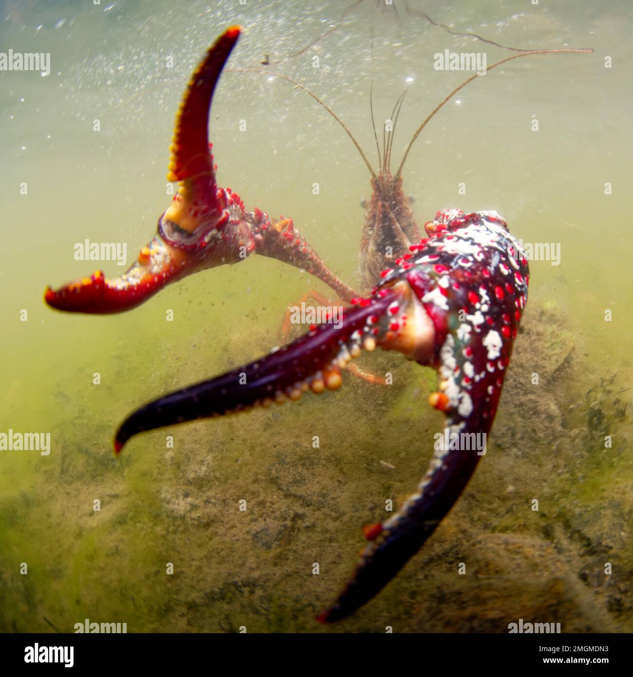 Red swamp crayfish (Procambarus clarkii) - in a pond - city of Couffy ...