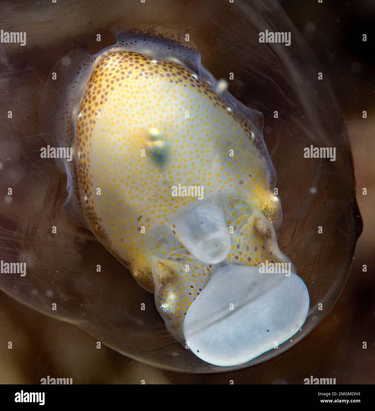 Vision of a young cuttlefish (Sepia officinalis) by transparency in its ...