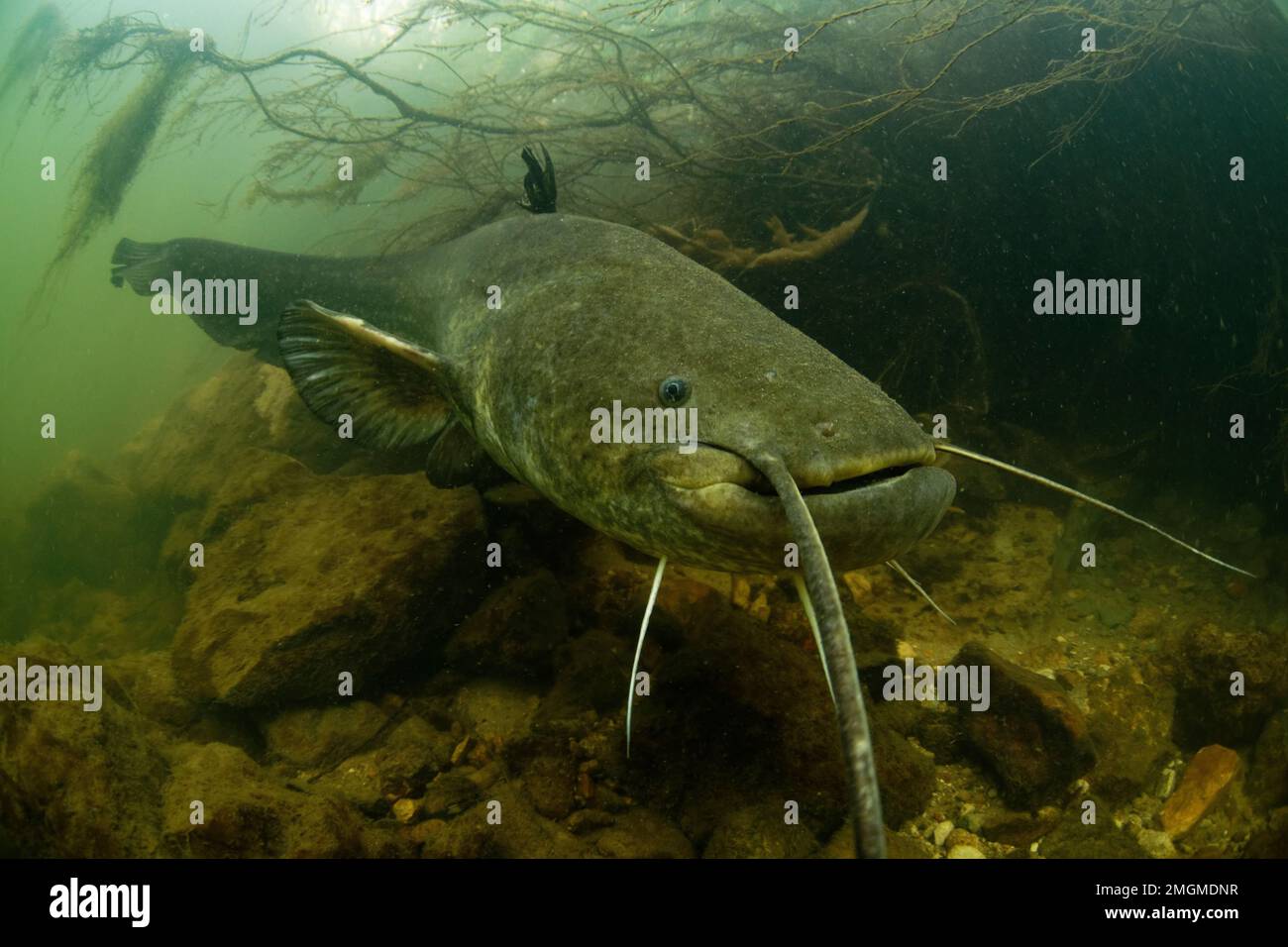 Wels catfish (Silurus glanis) at the bottom of the river Cher at rest ...