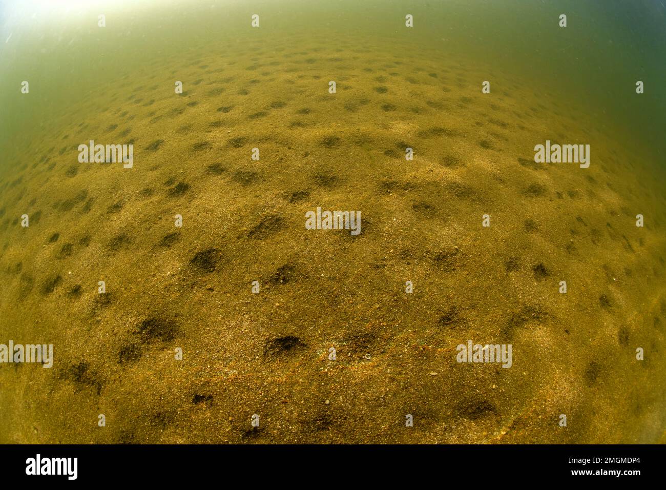 Basins formed by the Asian corbicules (Corbicula fluminea) at the ...