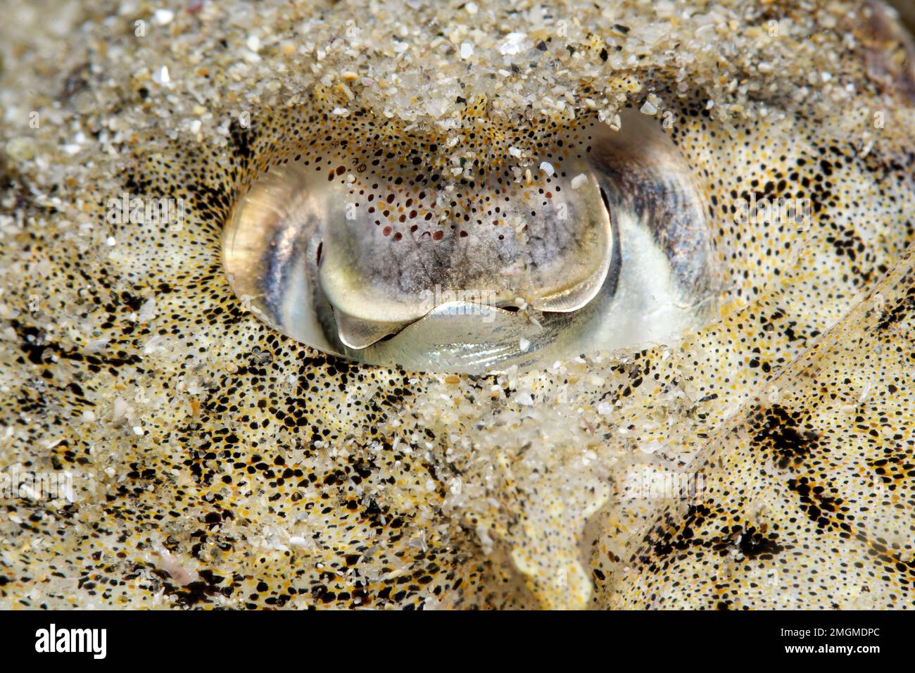 Detail of the Common cuttlefish (Sepia officinalis) eye and its ...