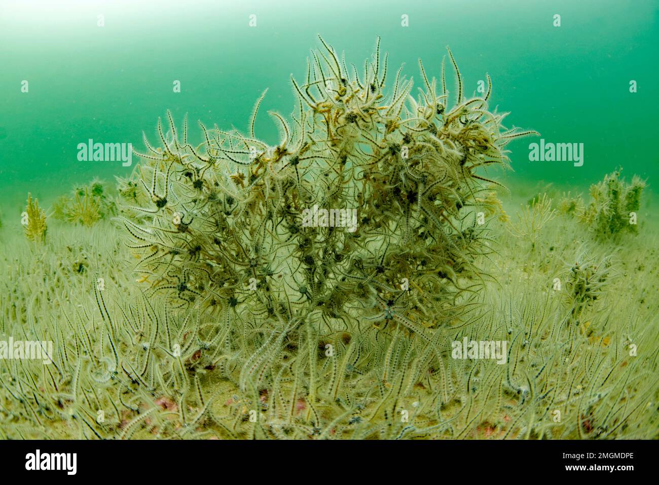 Grouping of brittlestars Ophiuroidea on a gorgonian off the island of ...