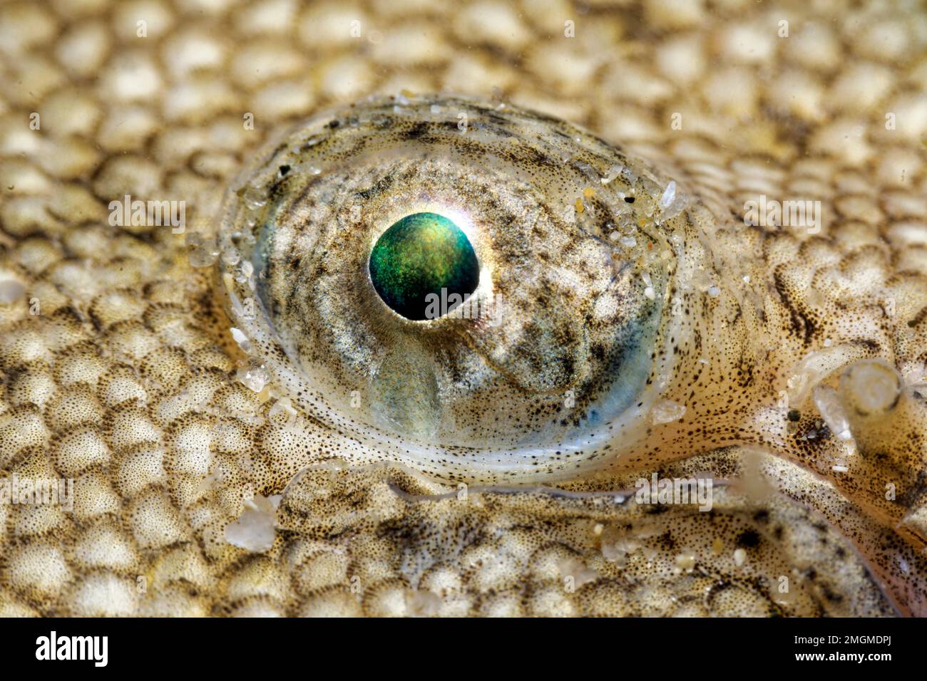 Detail of the eye of a Common Sole (Solea solea) - Oleron island ...