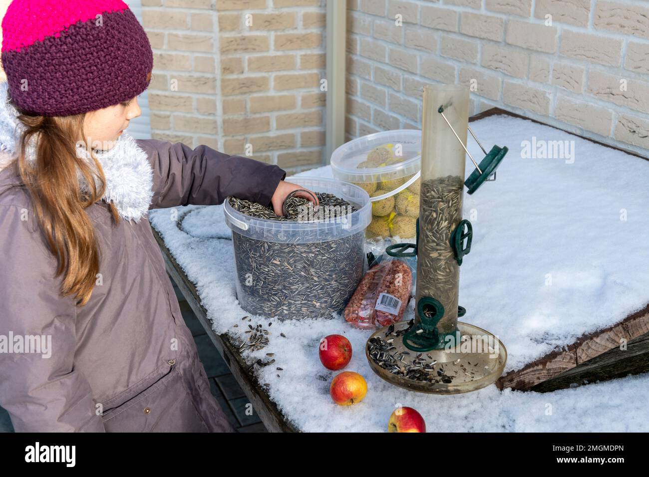 Girl feeding birds in winter, Pas de Calais, France Stock Photo - Alamy
