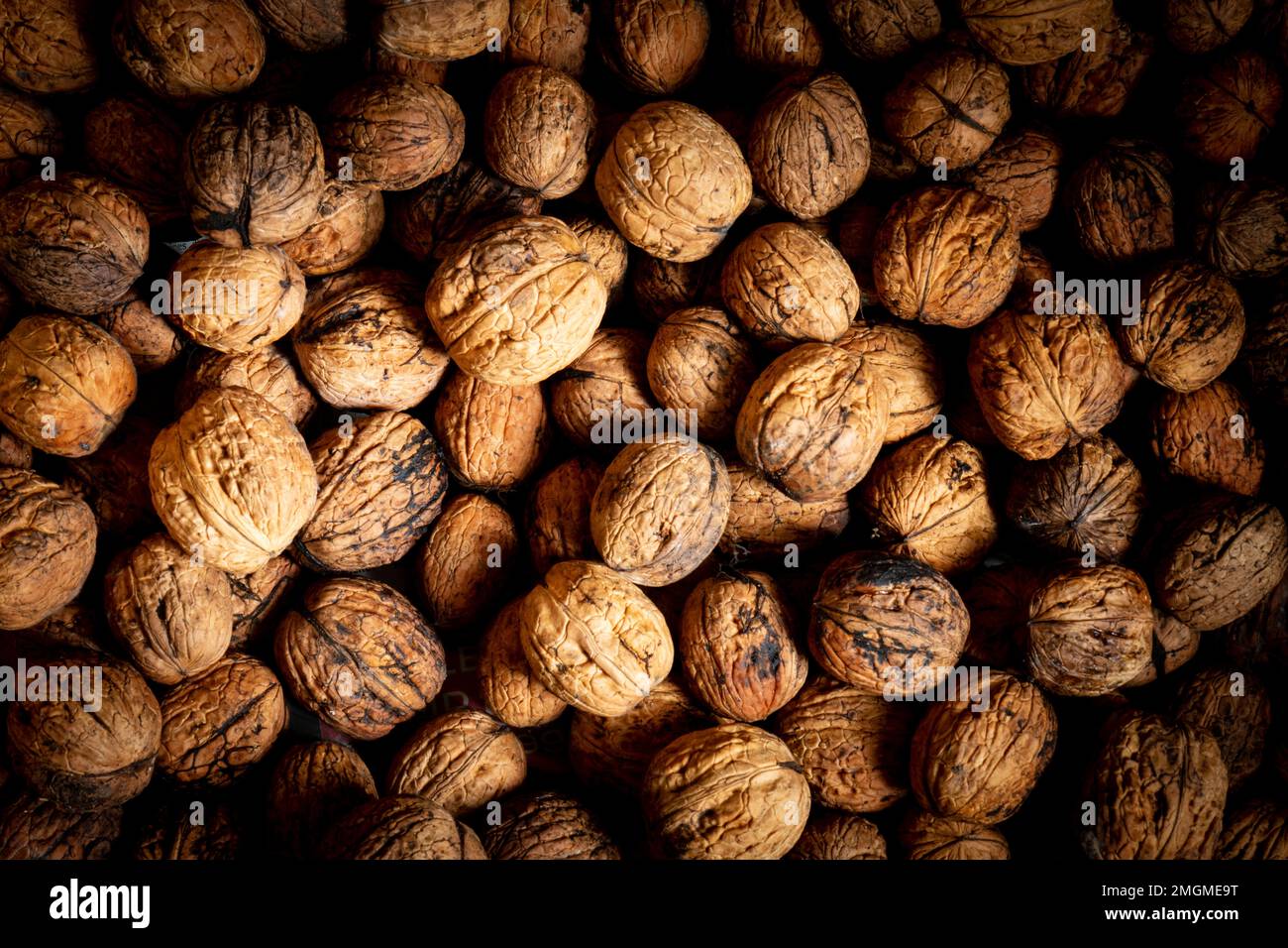 Harvesting walnuts from a common walnut tree (Juglans regia), Moselle ...