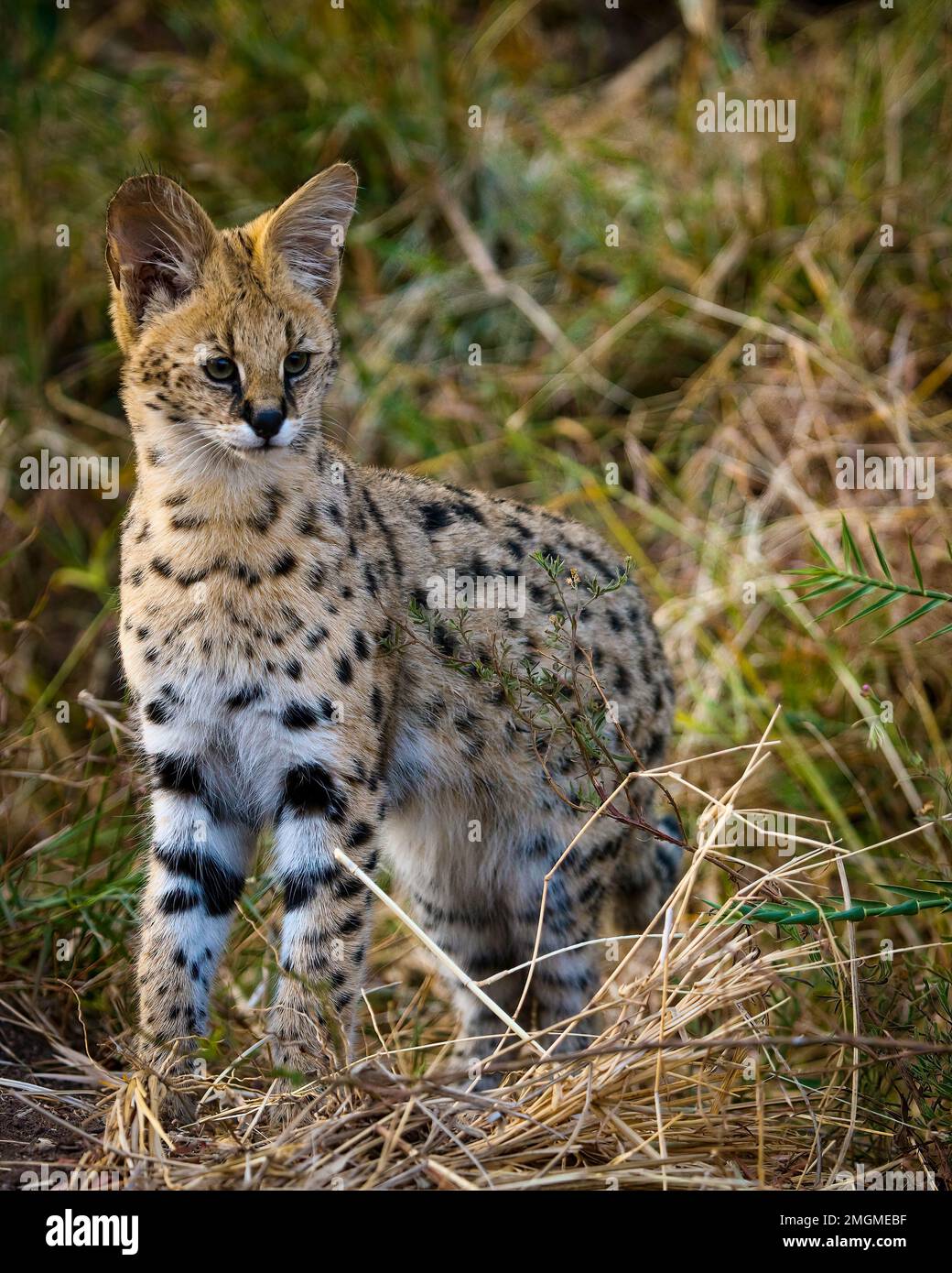 Serval (Leptailurus Serval). Northern Tuli Game Reserve. Botswana Stock ...