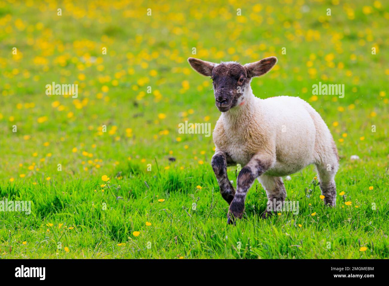 Shetland sheep, lamb running in a meadow, Shetland, Scotland Stock ...