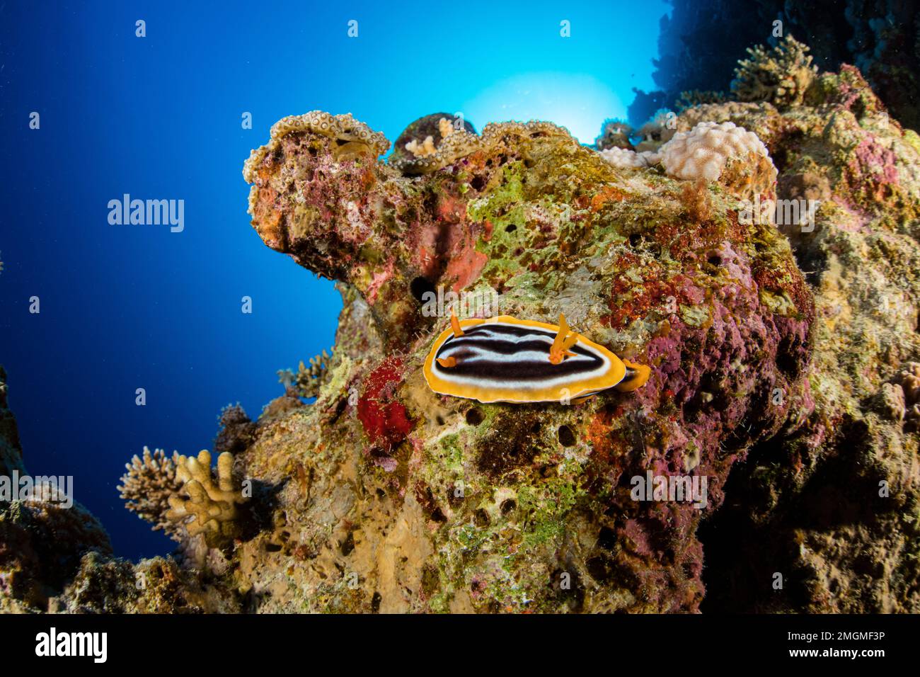 "Pyjama nudibranch", (Chromodoris quadricolor), on the reef, Sinai ...