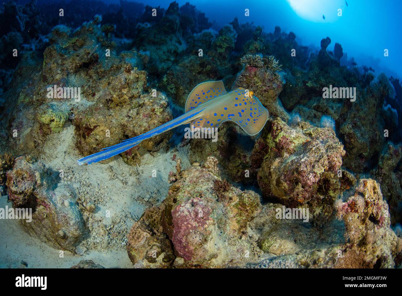 Blue spotted ray (Taeniura lymma), Sinai Peninsula, Red Sea, Egypt ...