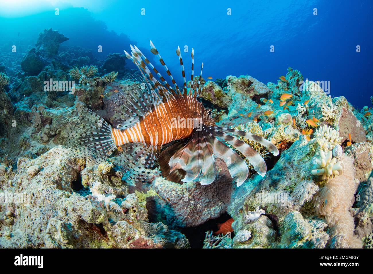 Red firefish, (Pterois volitans) on the reef. Sinai Peninsula, Red Sea ...