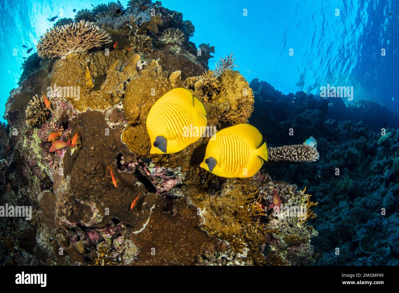Couple of Masked butterflyfish, (Chaetodon semilarvatus), Sinai ...