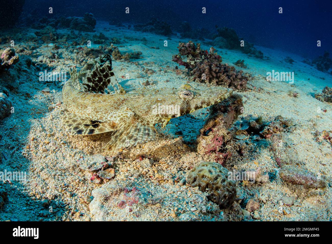 Carpet flathead (Papilloculiceps longiceps) Abu Nuhas, Egypt. Strait of ...