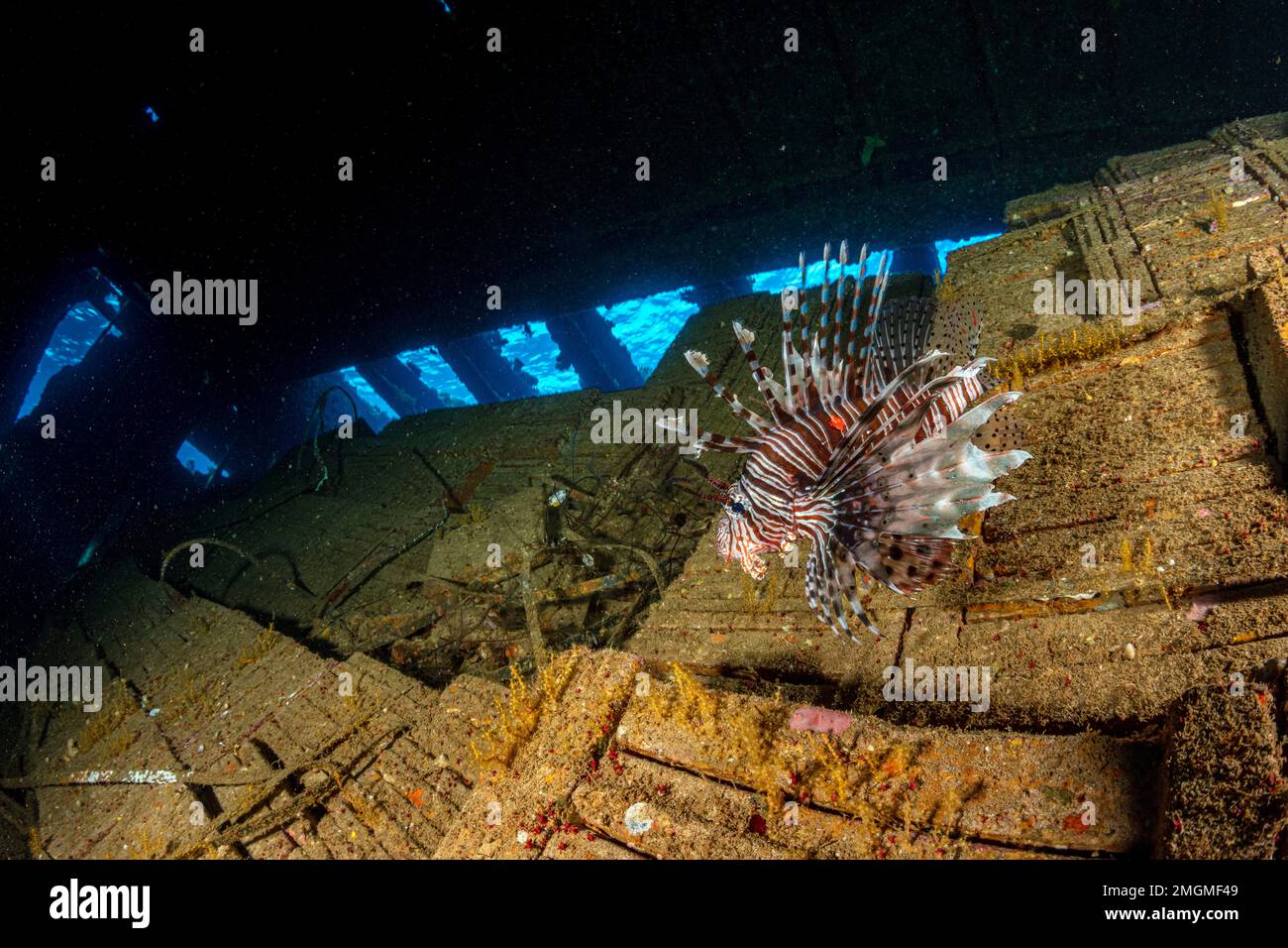 Red firefish (Pterois volitans) inside the Chrisoula K, ?The Tile Wreck ...