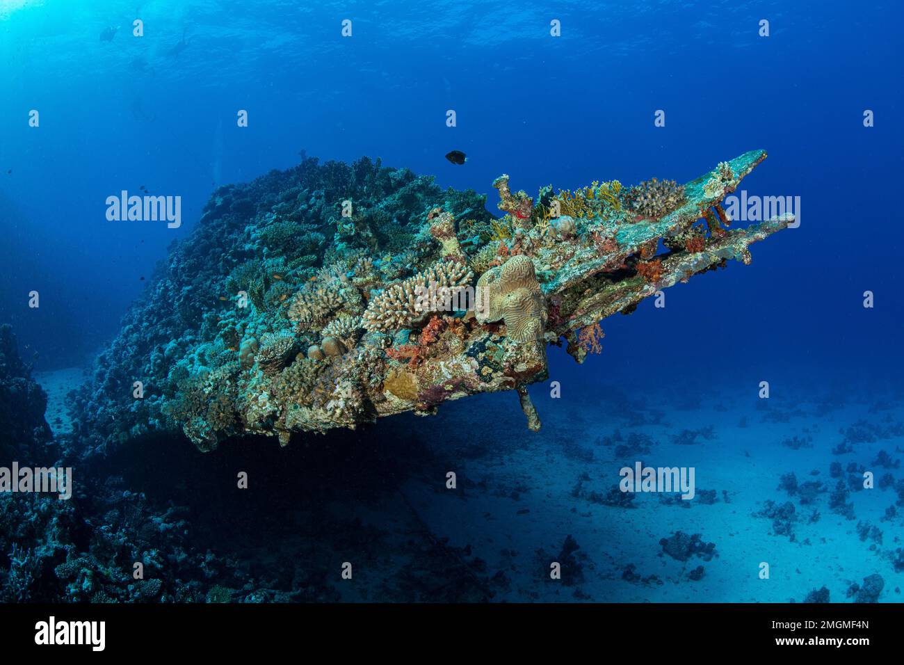 Bow covered with coral of the SS Carnatic, a British steamship built in ...