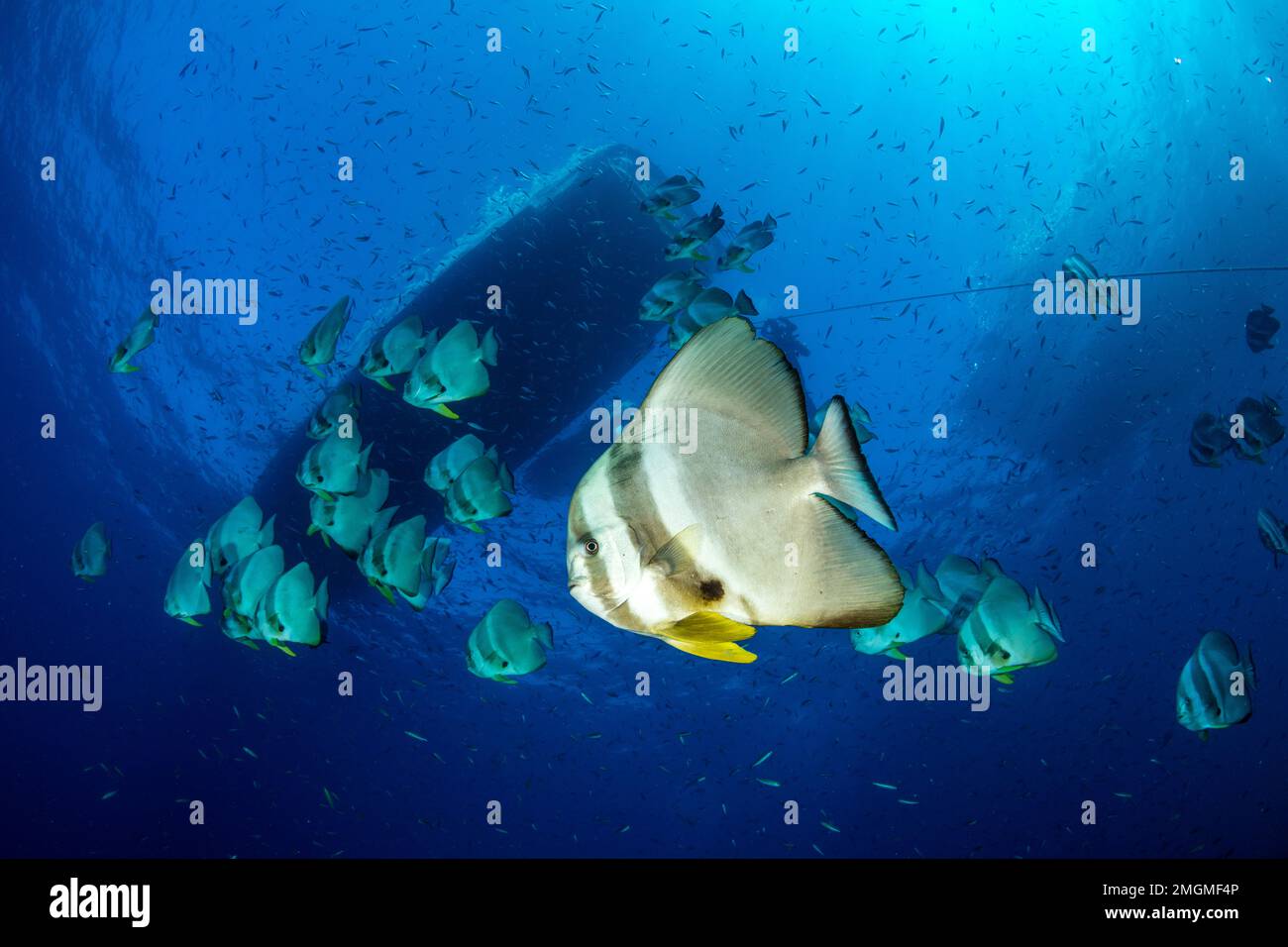 Swarm of Longfin Batfishes (Platax teira) swimming under the diving ...