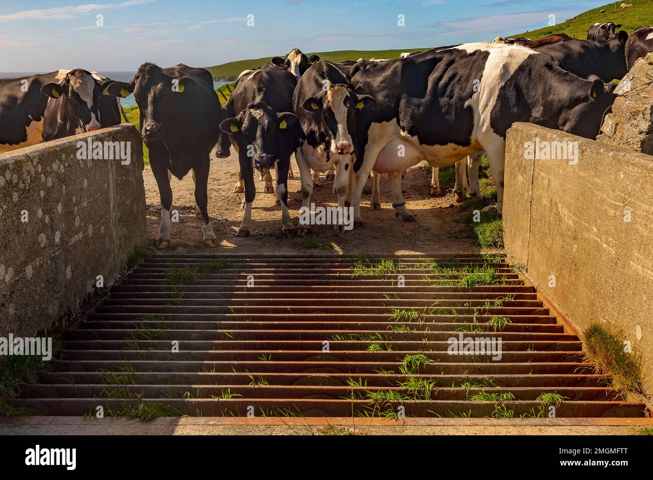Prim'holstein cows blocked in their pen by a cattle-grid, a common ...