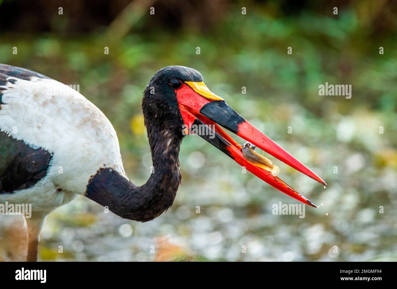 Saddle-billed Stork (Ephippiorhynchus senegalensis) is catching a small ...