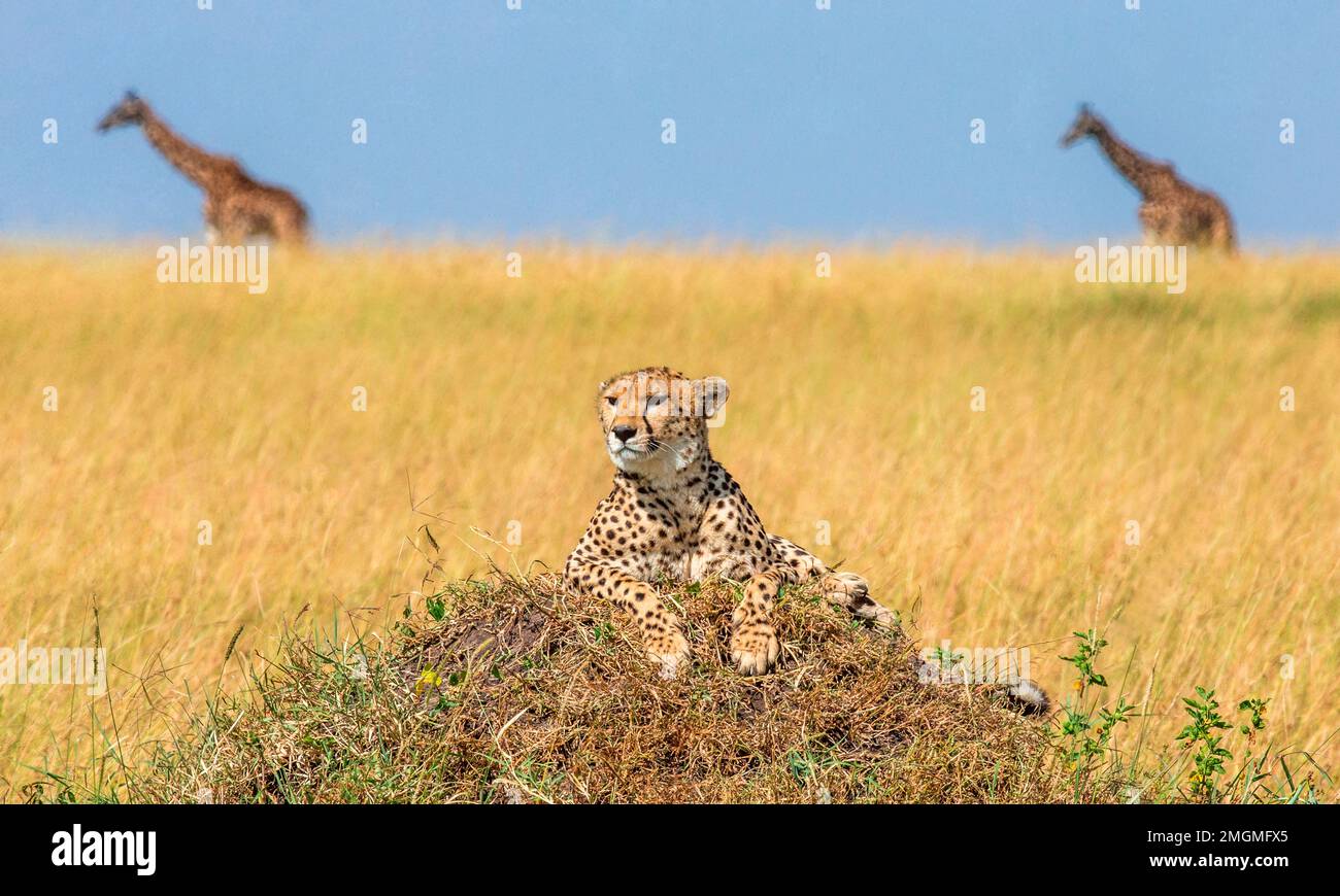 Cheetah (Acinonyx jubatus) is lying on the hill in the savannah. In the ...