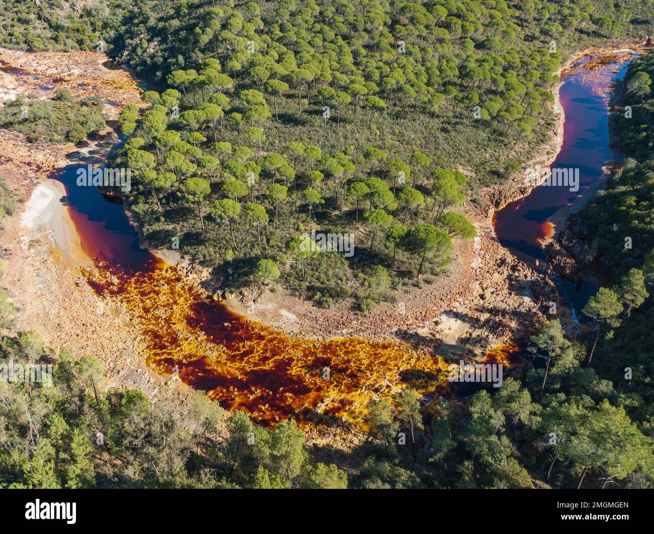 The Rio Tinto (Red river) flowing through a forest of Stone or Umbrella ...