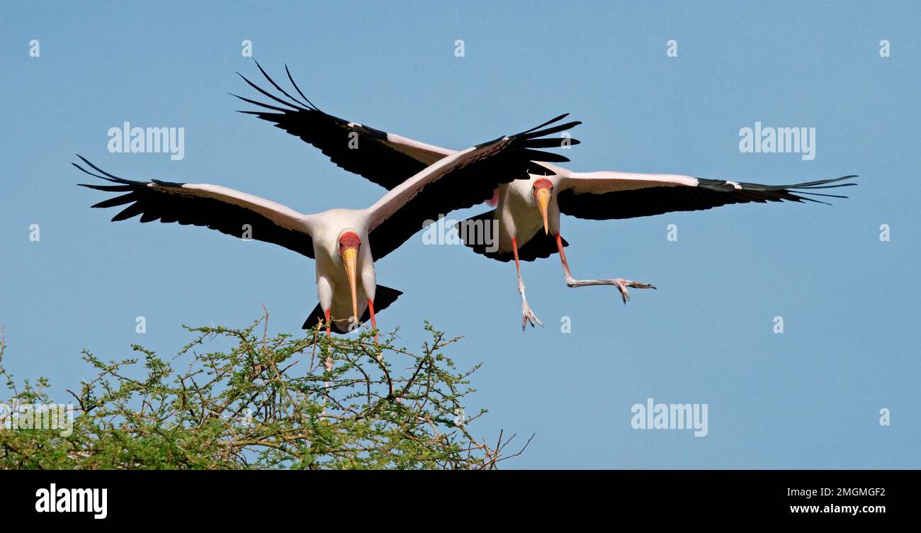 Two Yellow-billed storks (Mycteria ibis) on the tree. Maasai Mara ...